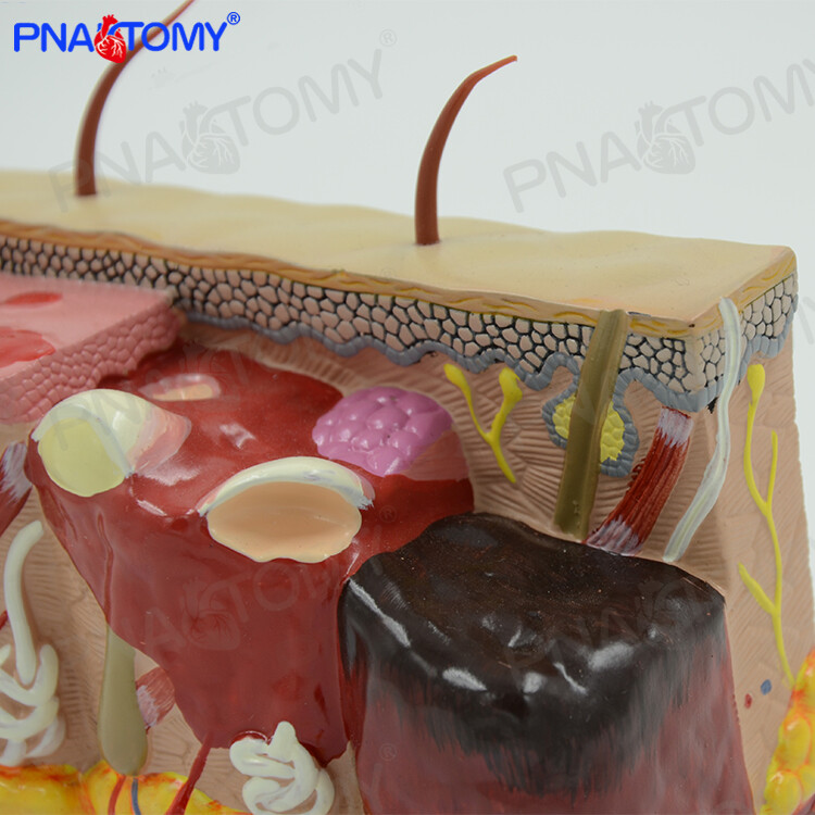Anatomical Model of Human Skin Tissue Medical and Educational Model ...