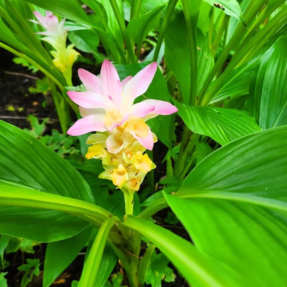 Ginger Curcuma Turmeric Plant , Yellow Turmeric Ginger Flower 4-6" Tall ...