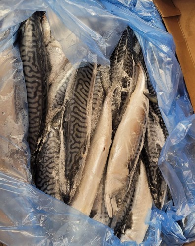 Fresh box of Mackerel Fish | eBay UK