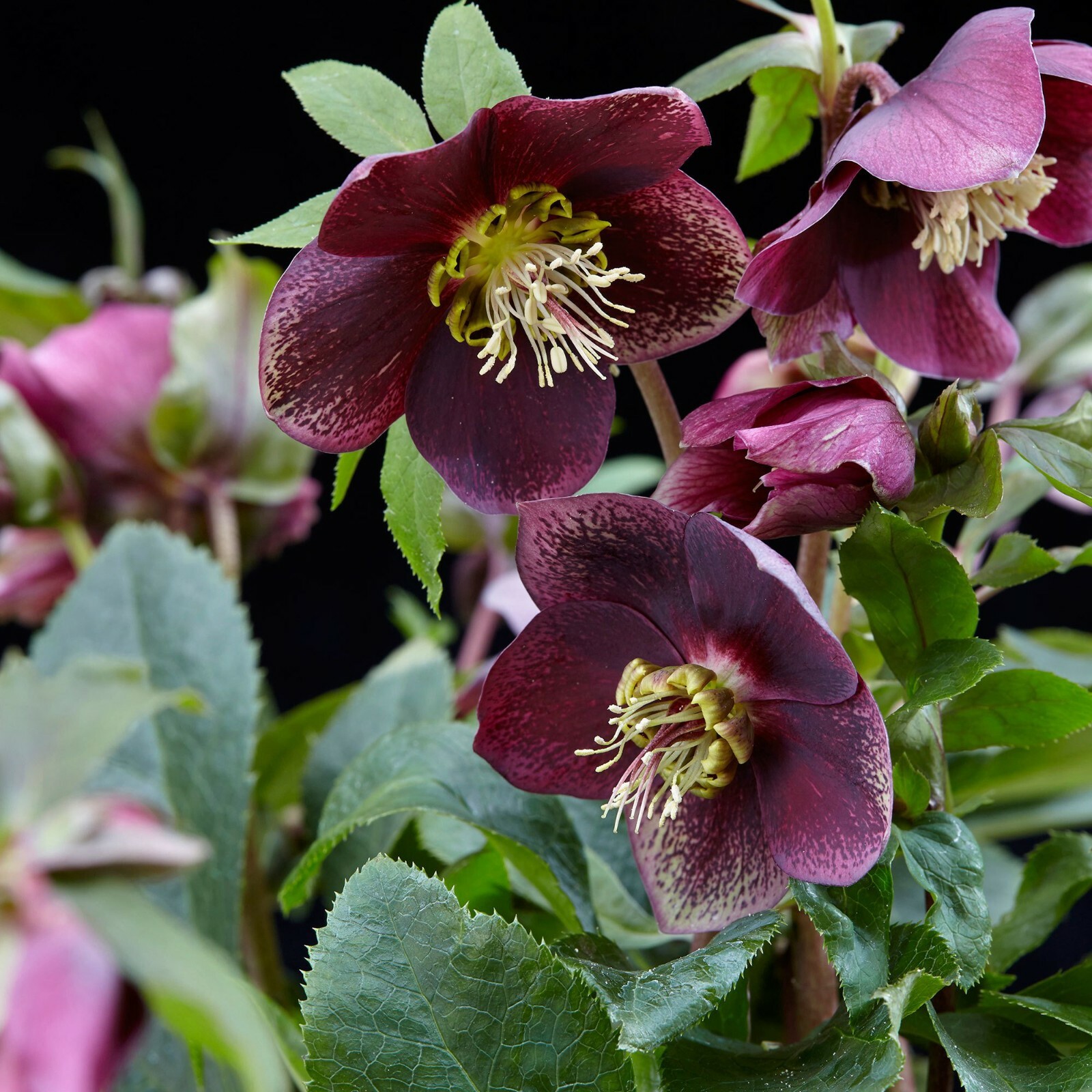 HELLEBORUS' PLANT SEEDS SEVERAL TYPES TO CHOOSE | eBay UK