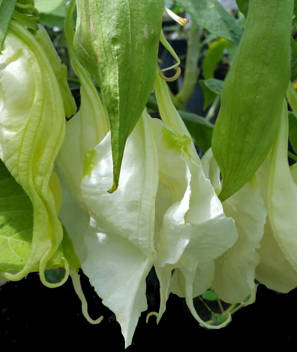 Unusual White Flowers