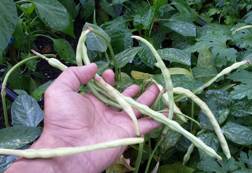Dwarf Green Snake Bean - A Rare Bush Variety Yardlong, Bora, Chinese ...