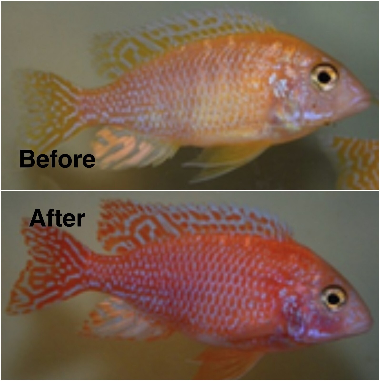 50g Carophyll Pink Color Enhancing Fish Food Additive Containing ...