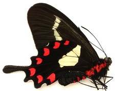 Top 100 Insect Auctions : butterflies, moths, beetles