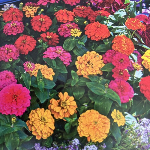 Springbok 500 Piece Jigsaw Puzzle Garden Bug - Made in USA | eBay