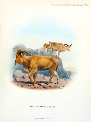 10562.Decoration Poster.Home Room wall.Art print design.Goat.Arui ...