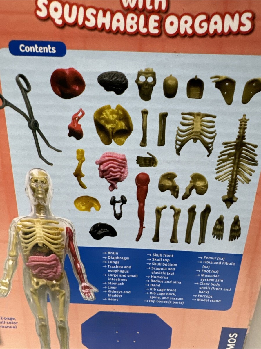 Human Anatomy Model For Kids Thames & Kosmos Visible Human Body Model ...