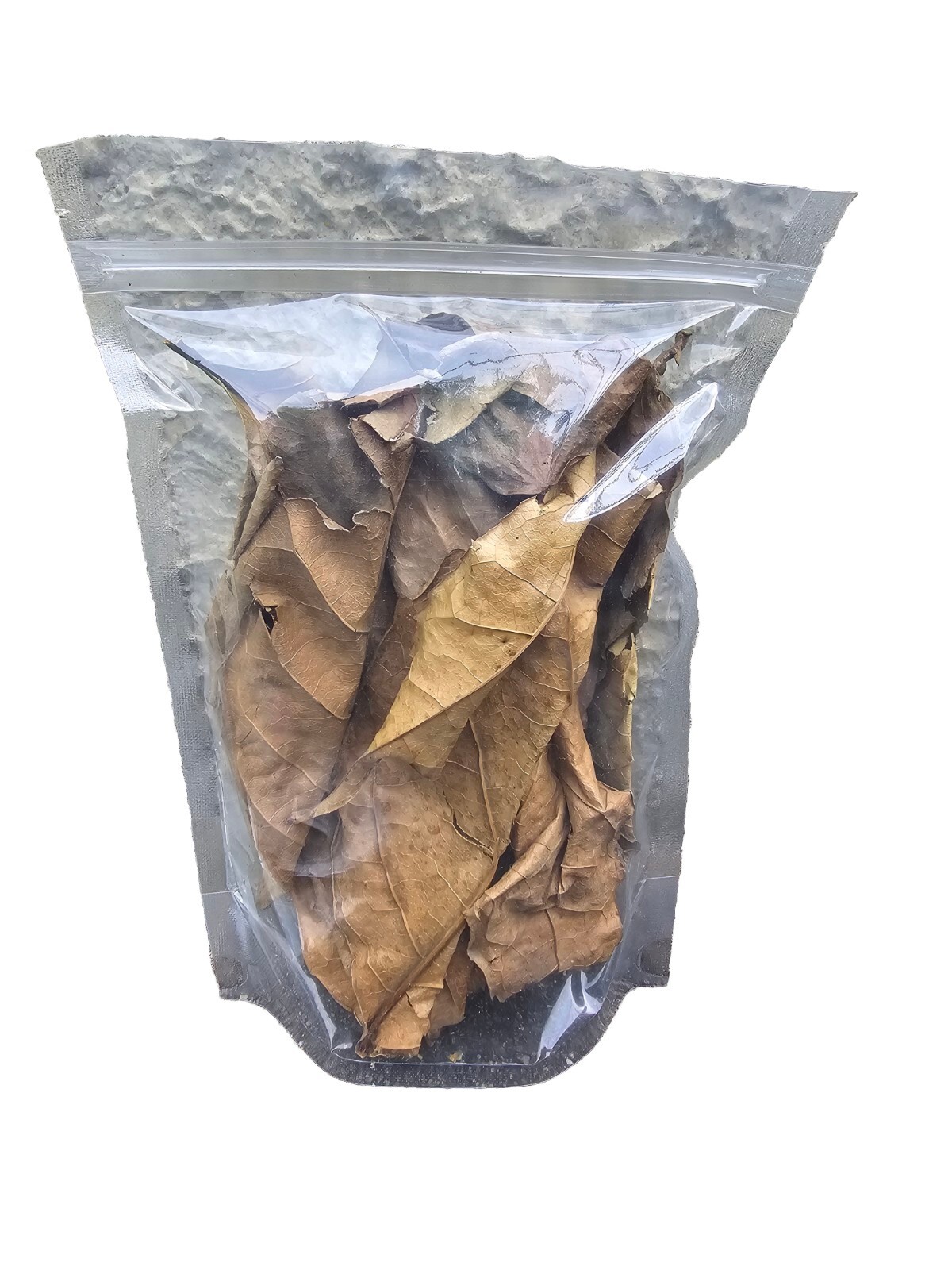 EWE AKOKO/NEWBOULDIA LAEVIS TREE 22G | eBay