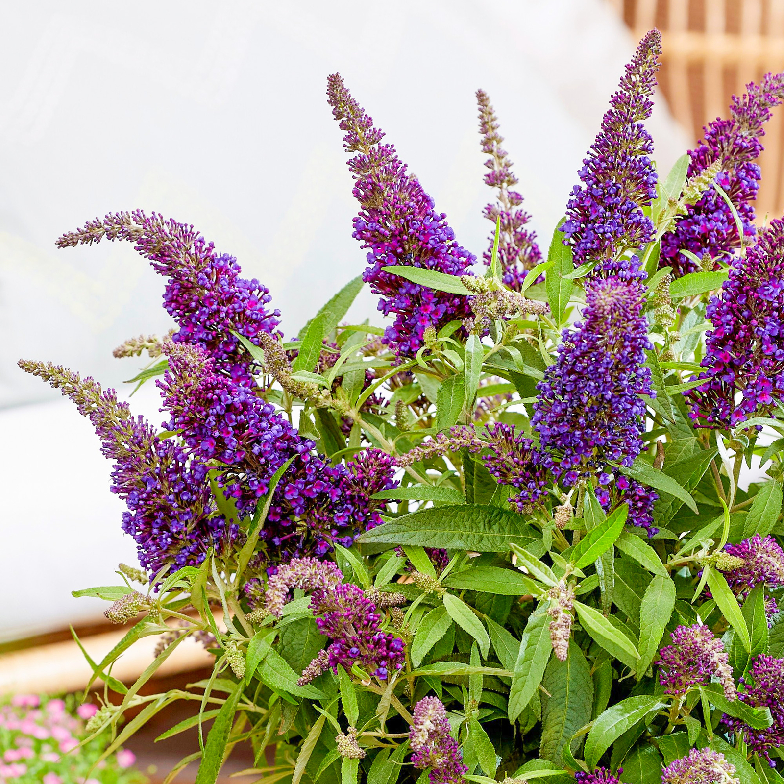 Buddleia Butterfly Candy Little Purple Dwarf Bush Flowering Shrub Plant ...