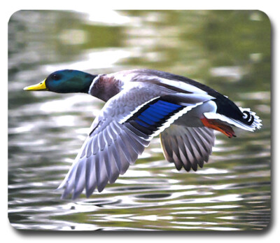 Mallard Drake Duck Hunting ~ Mousepad / PC Mouse Pad ~ Gifts for Hunter ...