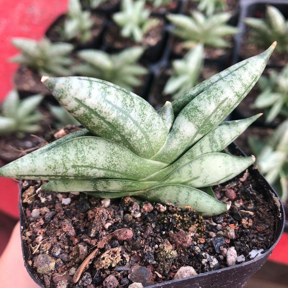 5CM Succulent Cactus Plant Sansevieria Cylindrica Boncel Mini Home ...