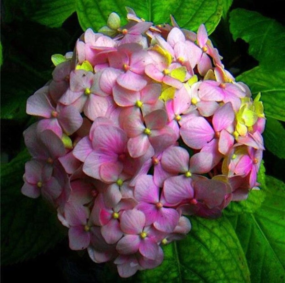 20 EXOTIC RARE HYDRANGEA SEEDS for garden bloom flower bed plant bush ...