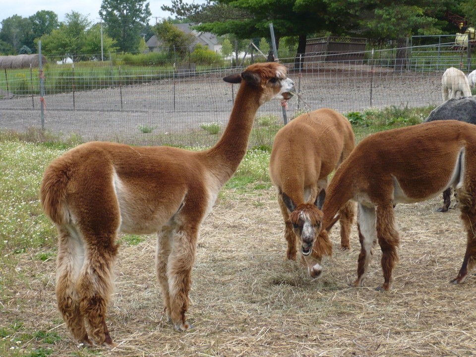 Raw Alpaca Fleece Fiber Huacaya - 1 lb Bag - Asst. Natural Colors ...