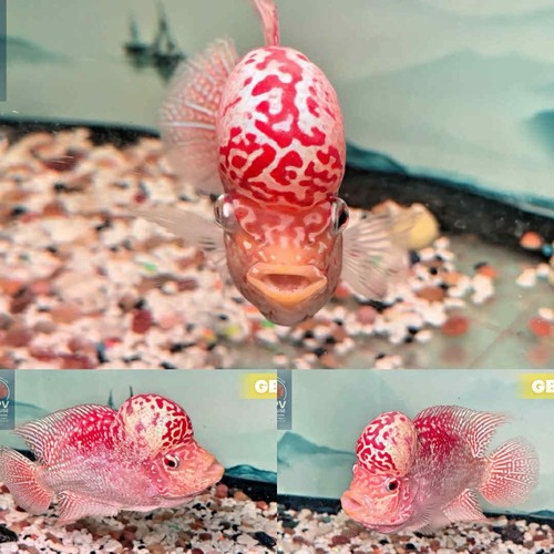 Premium Flowerhorn - Kamfa Golden Base 4 inches - Overnight USA ...
