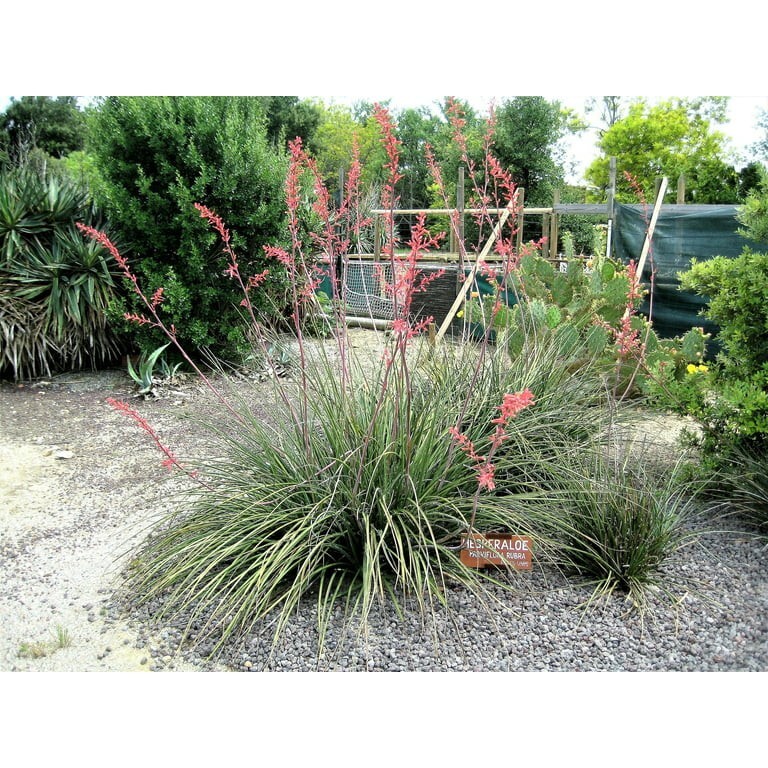 25 RED YUCCA SEEDS (Hesperaloe parviflora) Hummingbird & Butterfly ...