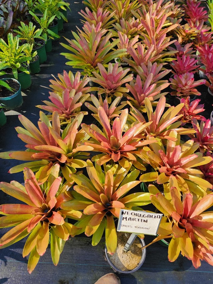 Bromeliad Neoregelia Martin | eBay