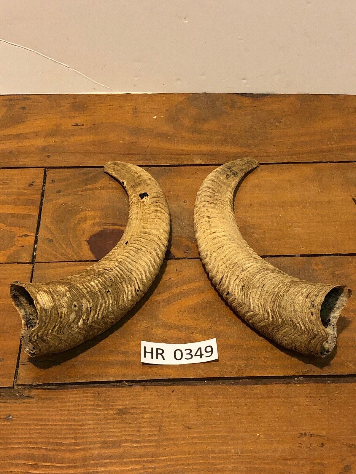 Ram Horn pair Outdoors Hunting Wildlife Decoration texas Hill Country ...