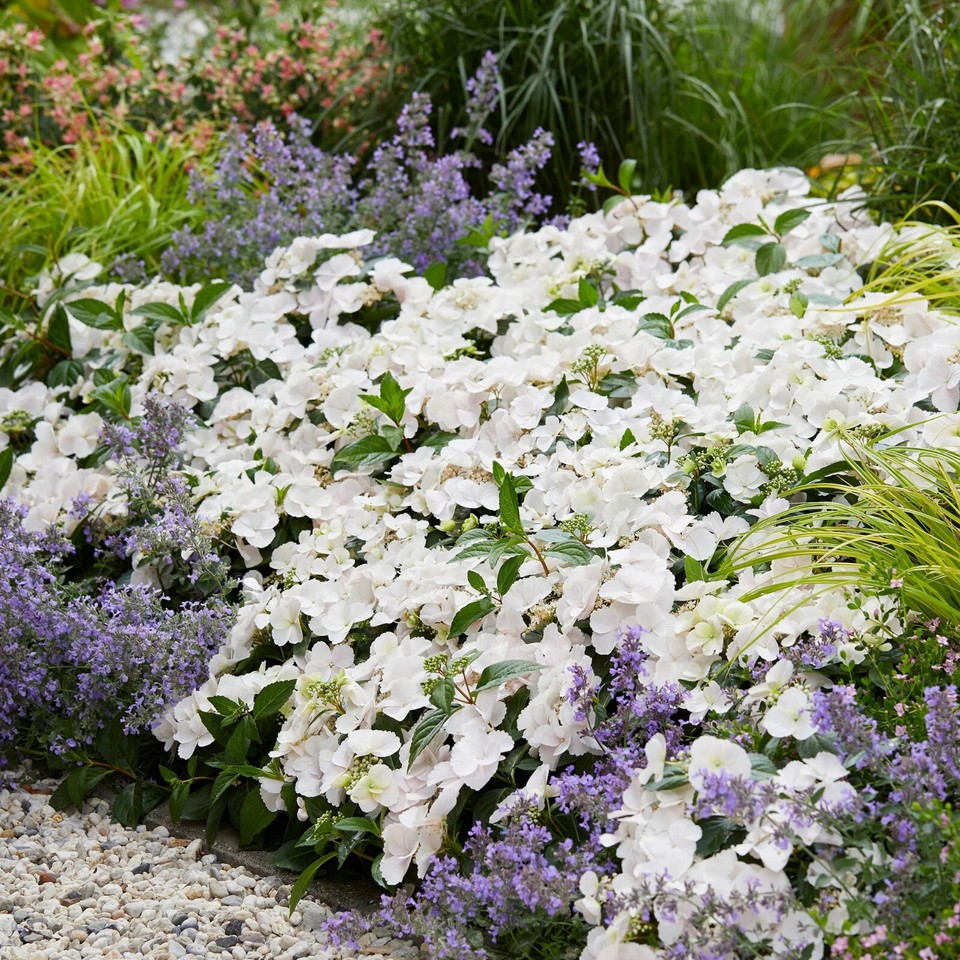 Hydrangea Plant White Runaway Bride Garden Ready Shrub 3.5L Pot | eBay UK