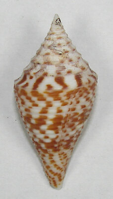 CONUS PRAECELLENS 38.34mm BEAUTIFUL RARE SPECIMEN off Mie Prefecture ...