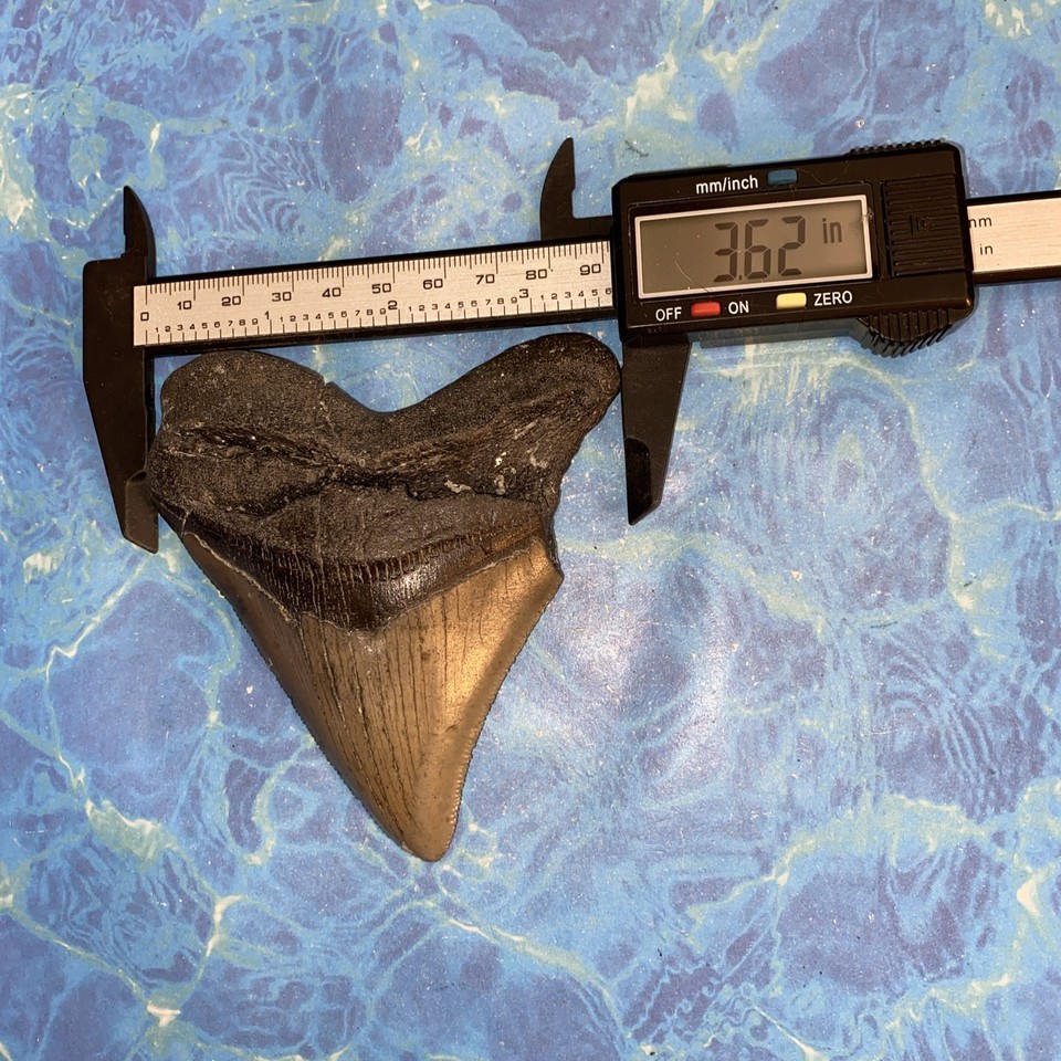 MEGALODON SHARK TOOTH 4.20” HUGE TEETH MEG SCUBA DIVER DIRECT FOSSIL NC 5985 | eBay