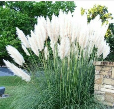 10 Seeds White Pampas Grass Perennial Flowering Ornimental Grasses ...