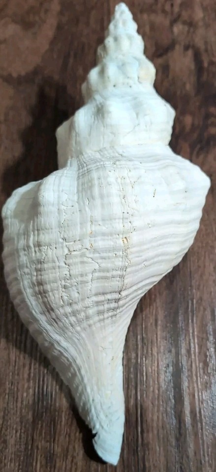 Large Vintage Horse Conch Shell 11+ inch | eBay