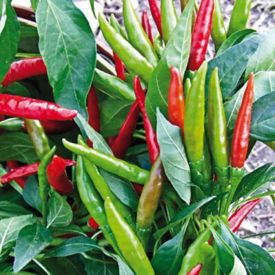 Thai Dragon hot chilli pepper seeds | eBay UK