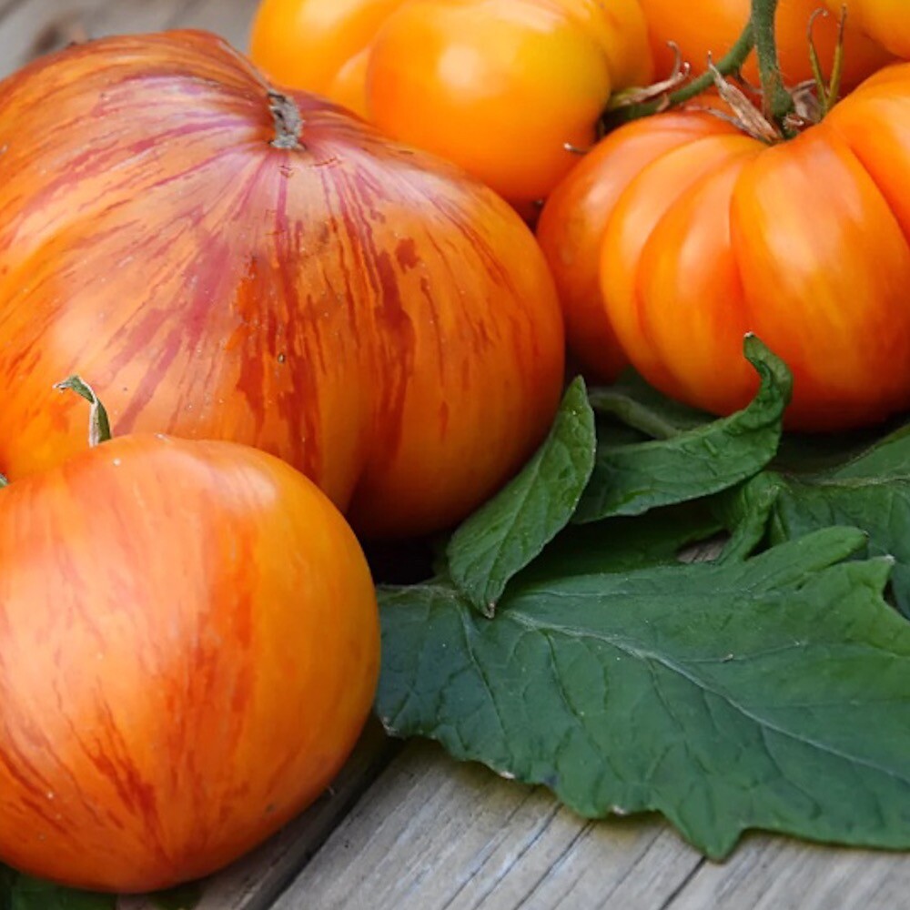 Tomate PLAN 9 FROM OUTER SPACE 10 Samen SÜß-SÄUERLICH fruchtig ...