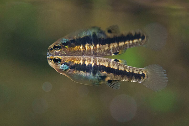 Killifish for sale >> killi.co.uk