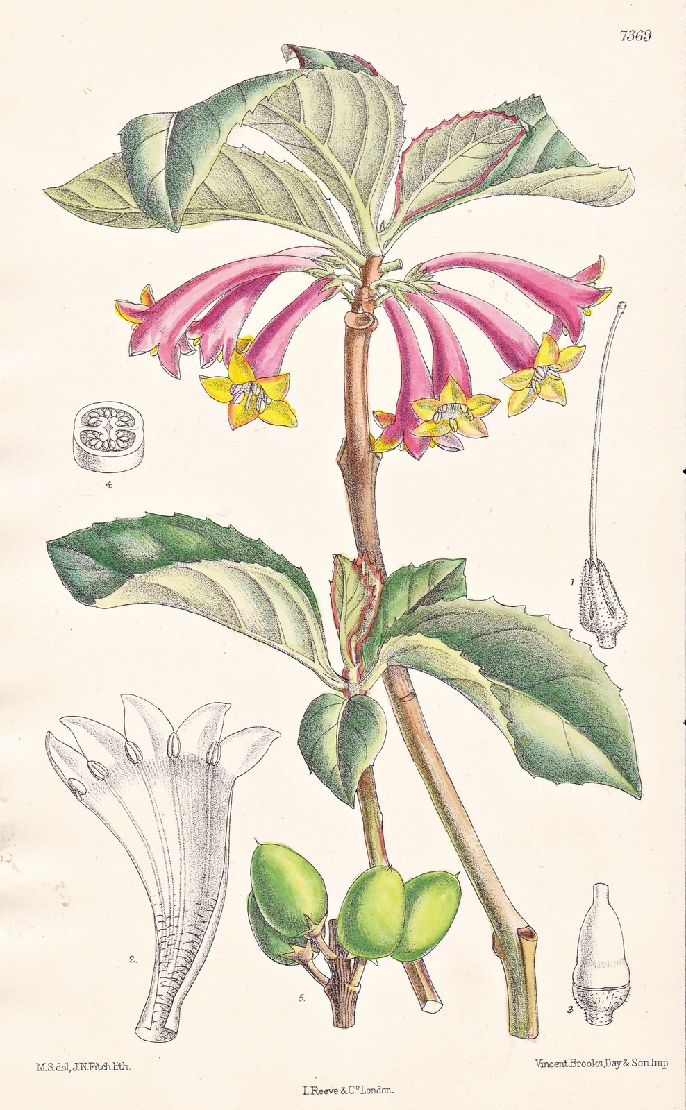 Dermatobotrys Saundersii Natal Botanik Flower Botany Lithograph Curtis ...
