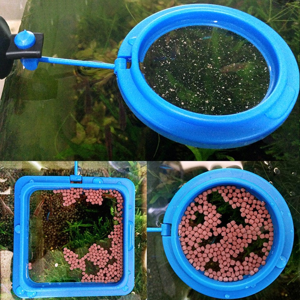 2 Pcs Aquarium Fish Feeding Feeder Floating Food Circle Plastic Blue ...