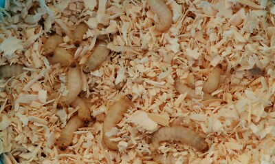 50 Live Waxworms, Wax worms, Bee Moth Larvae. Free shipping! | eBay