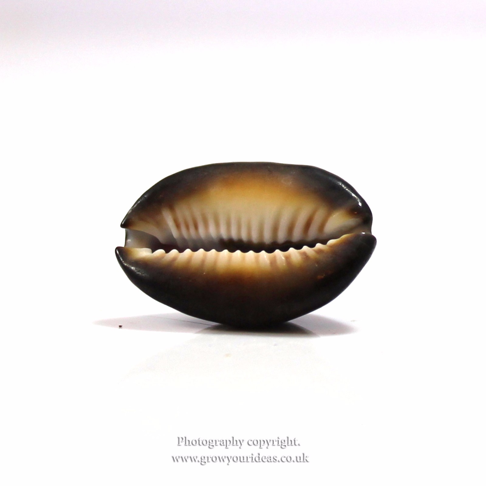 3 x Cowrie snakes head purple top seashells (Monetaria caputserpentis ...