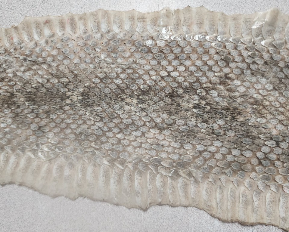 🔥🔥Western Diamondback Rattlesnake Snake Tanned Skin 54" 18 Rattles ...