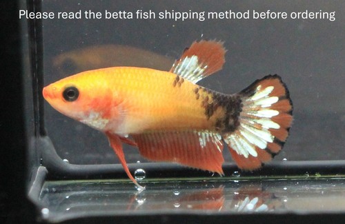 Live Betta Fish Pet Fancy Red Star Tail #3 Female Girl New Quality ...