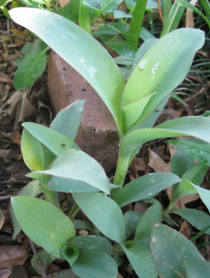 Wandering Jew Rooted Plant Green Tradescantia buckleyi Spiderwort Day ...