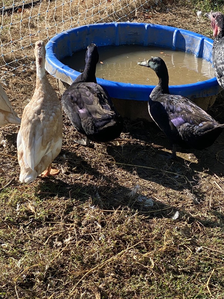 3 Fertile Cayuga + Cayuga Mix Duck Hatching Eggs - Rare Grey/Black Egg ...