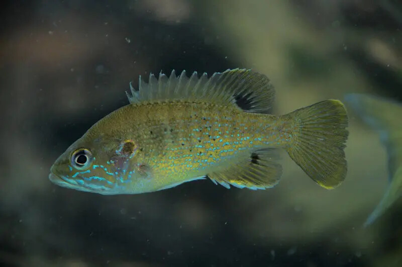 1" - 3" Green Sunfish Hybrid Bluegill LIVE Fish | eBay