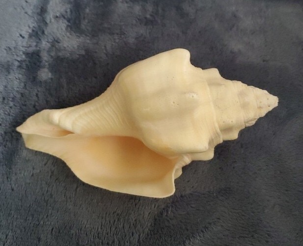Natural Horse Conch Sea Shell 7” Big Horn Ocean Seashell Home Decor Vtg ...