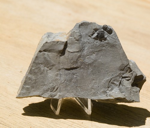 Air abrasion Peronopsis interstricta Wheeler Shale Trilobite Fossil ...