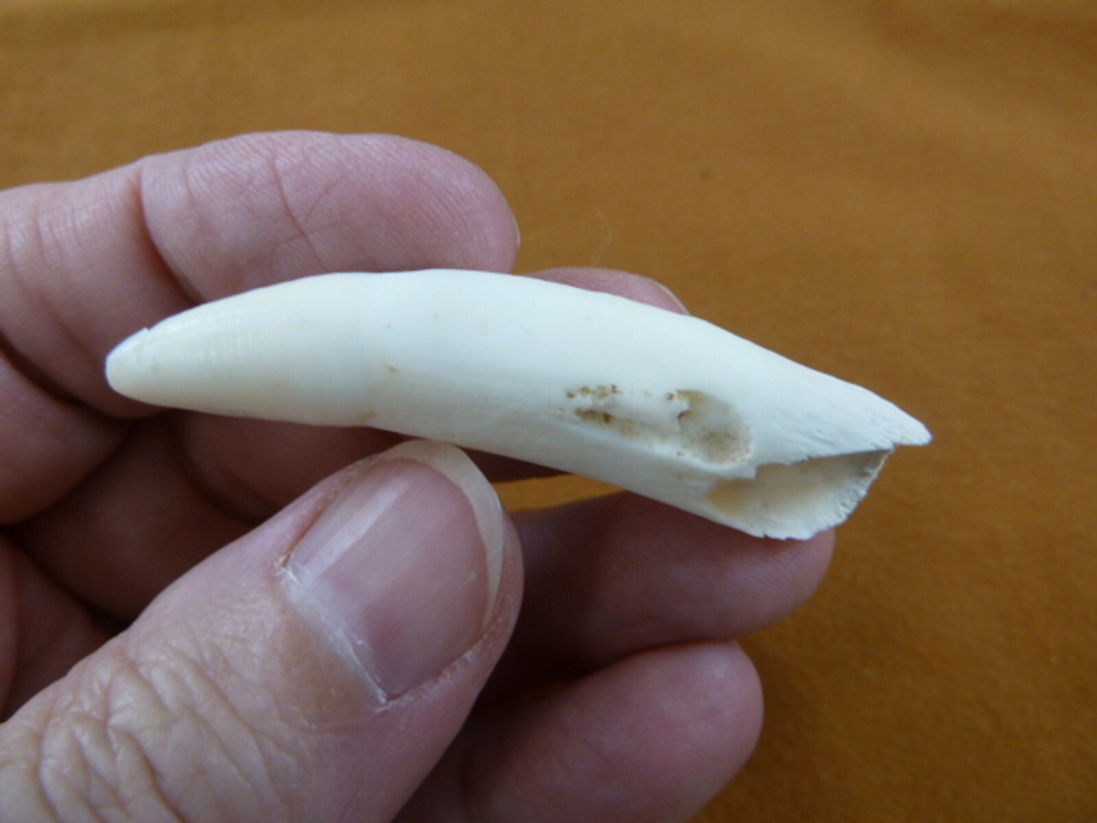 (G372-107) 2-1/4" one GATOR Alligator Tooth TEETH make jewelry loose ...