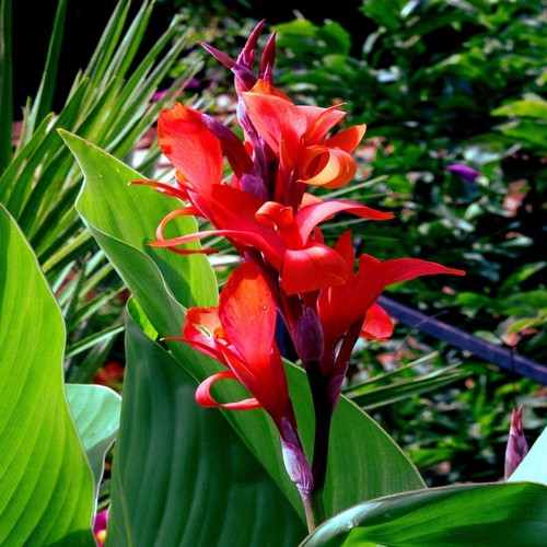 15 Red Canna indica Seeds India shot Flower Seed Canna Lily Garden ...