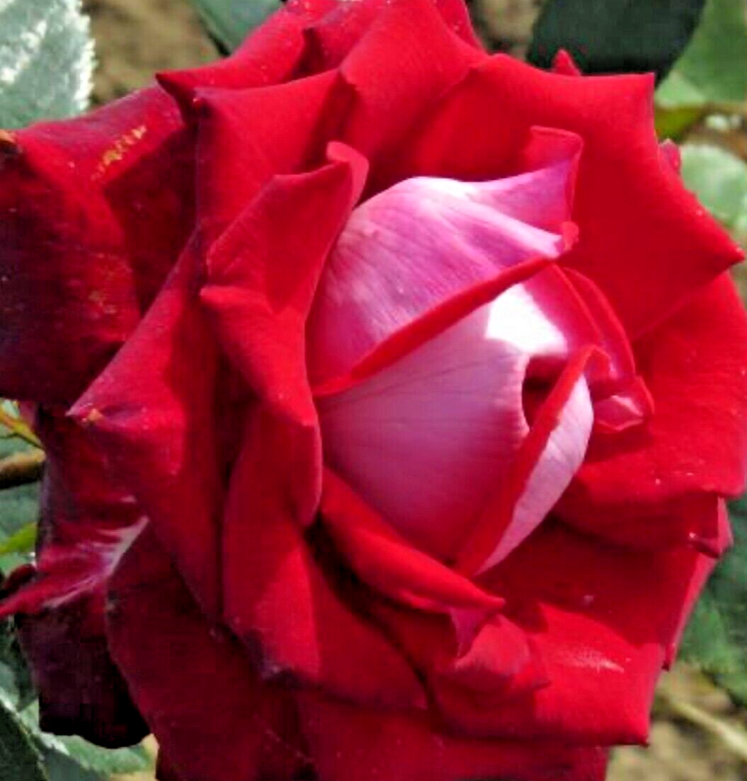 Rose Bush LOVE 1 Live 1-2 Ft RED SILVER WHITE Flower Plant 1980 AARS ...