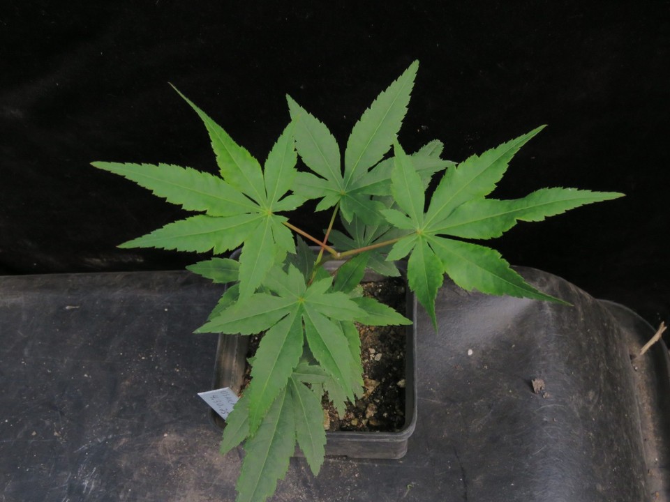 Seed-Grown Acer Palmatum 'Osakazuki' Green Japanese Maple Tree 2025 ...