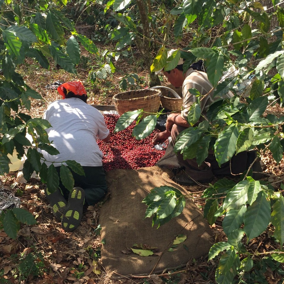 COSTA RICAN GEISHA COFFEE BEANS MEDIUM ROASTED 2 POUNDS IN 1 POUND BAGS ...