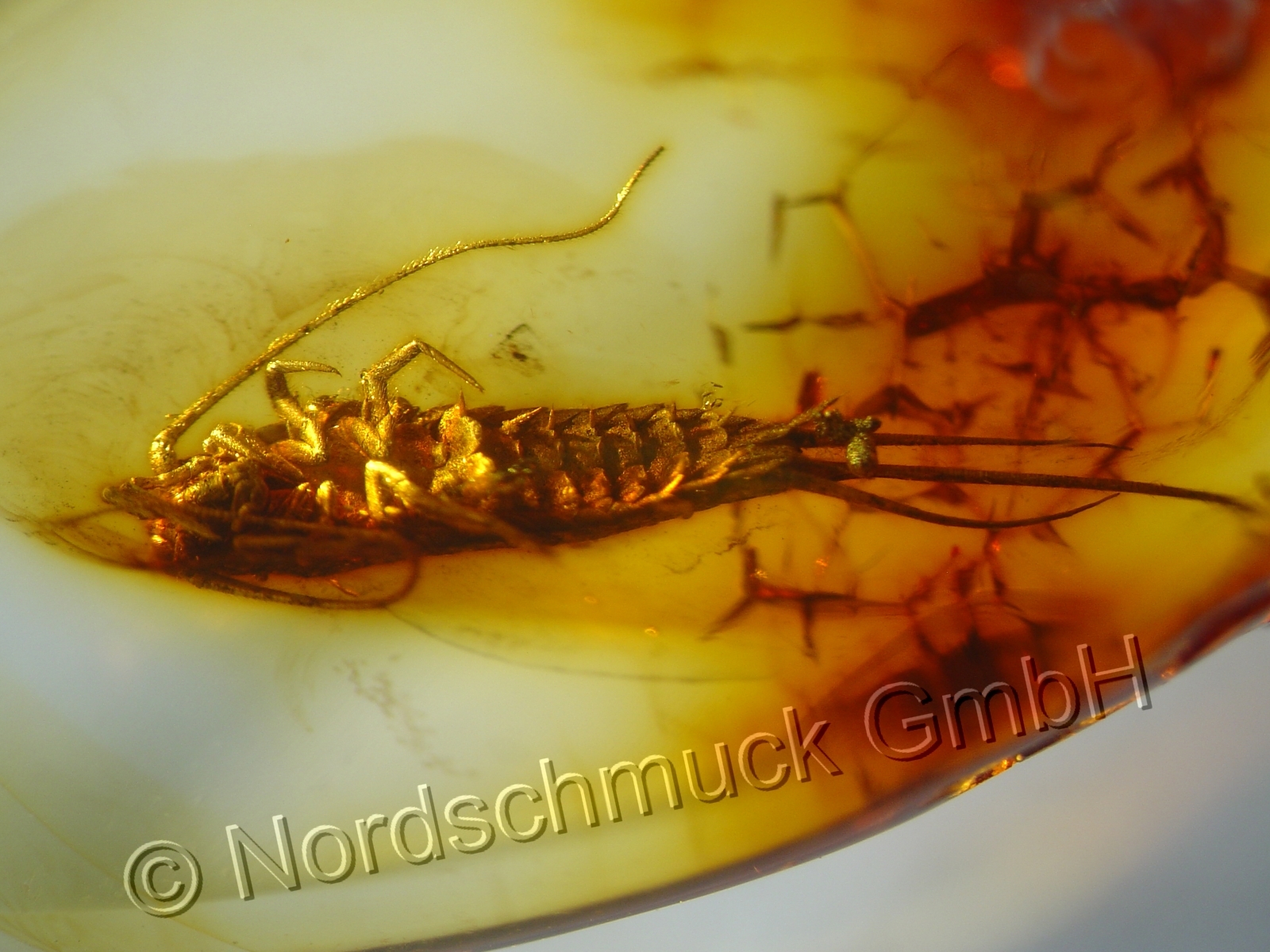 Natur Bernstein Inkluse Inklusen Einschluss Insekt, Felsenspringer ca ...
