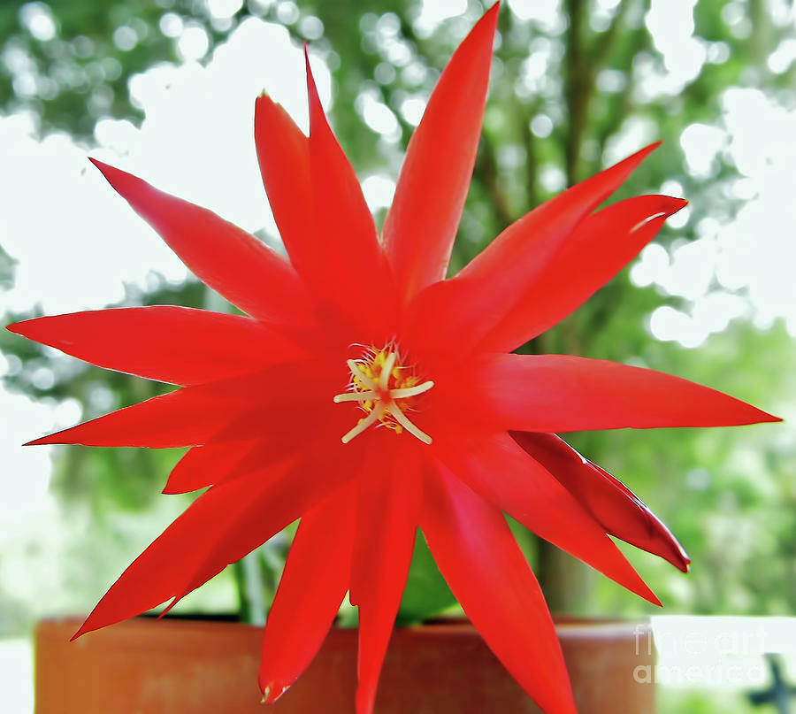 1 RED Easter/Spring Cactus Schlumbergera gaertneri live plant cutting ...