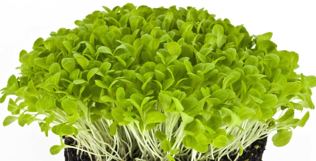 Vegetable- Micro Lettuce - Microgreens Lettuce All Year Round Lettuce ...
