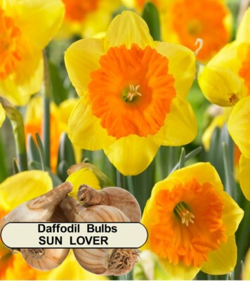 DAFFODIL Spring Bulbs - SUN LOVER - 25 x BULBS - FREE POSTAGE | eBay