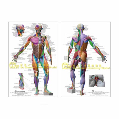 Anatomy Poster 1PC Muscular System Anatomical Poster Muscle Anatomy ...